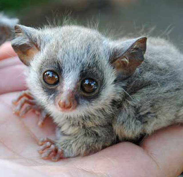 Bushbaby and Friends | Wildmoz | Magazine
