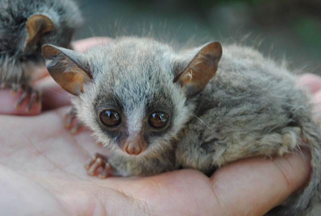 Bushbaby and Friends | Wildmoz | Magazine