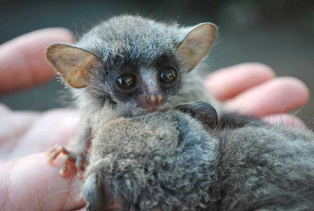 Bush Baby